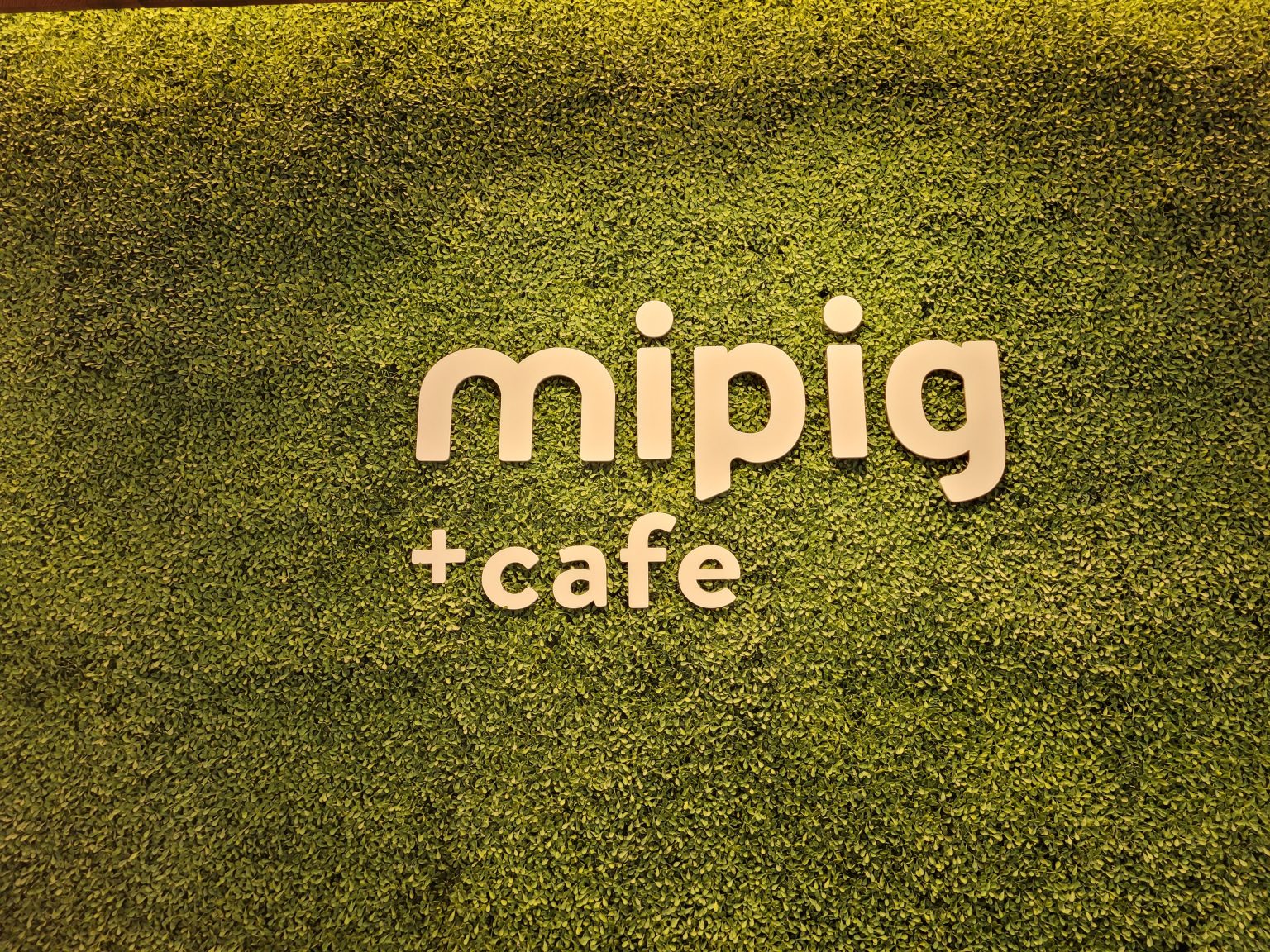 Mipig Cafe: The Place to Meet Micro Pigs in Japan - Unbordered Life