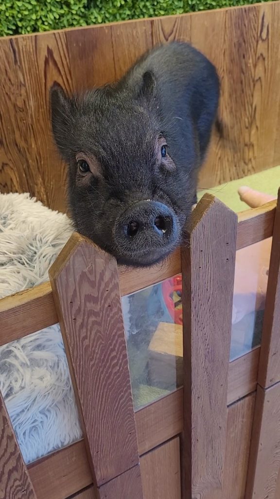 Mipig Cafe The Place To Meet Micro Pigs In Japan Unbordered Life