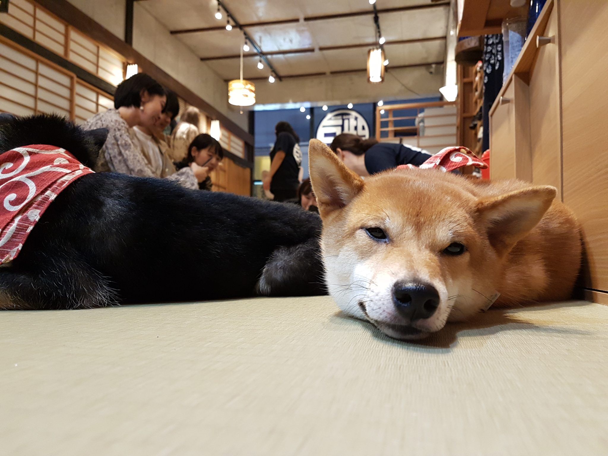 Animal Cafes & Themed Bars in Tokyo: A List - Unbordered Life