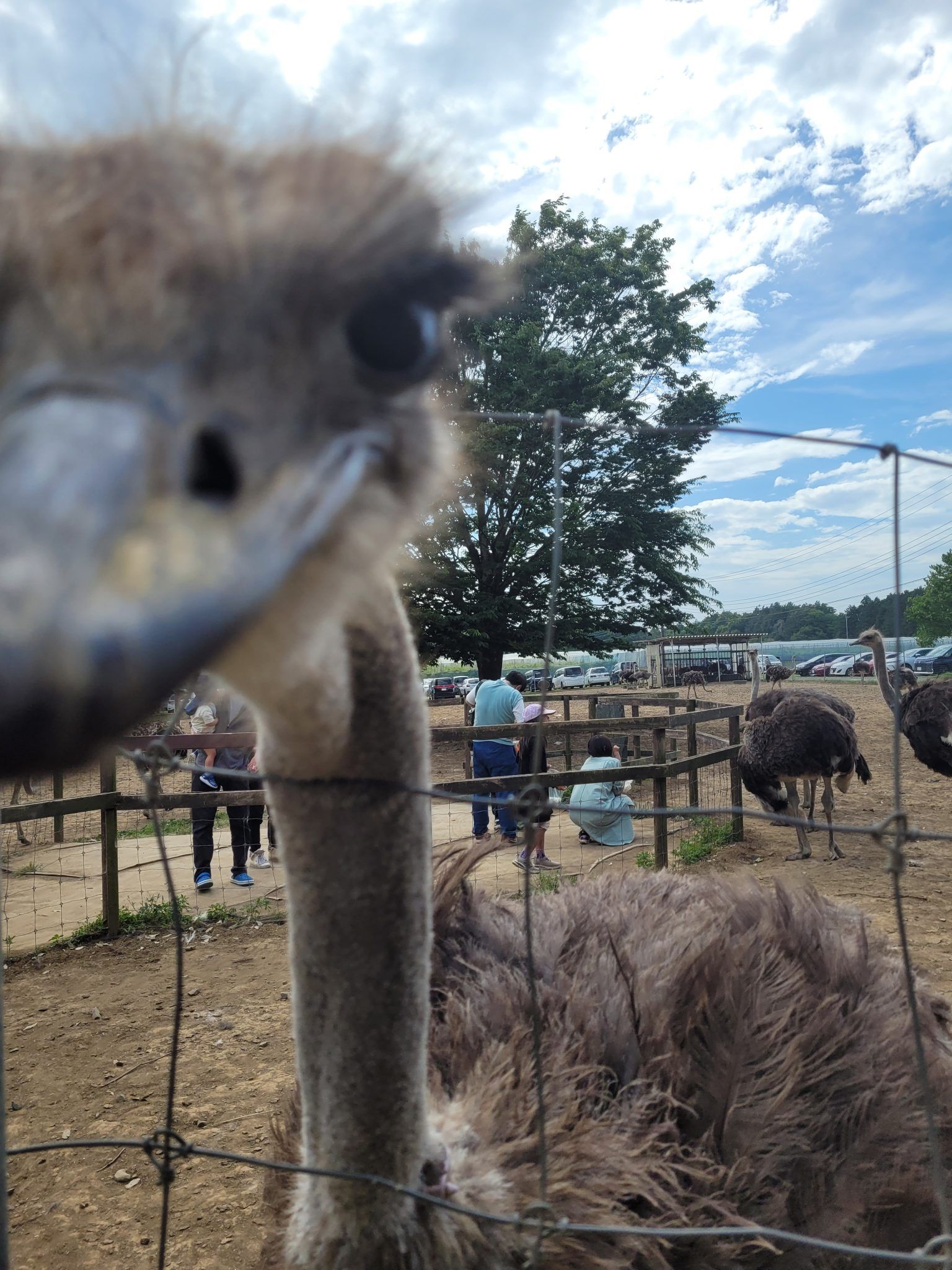 Ishioka Ostrich Farm: A Hidden Gem 90 mins from Tokyo - Unbordered Life