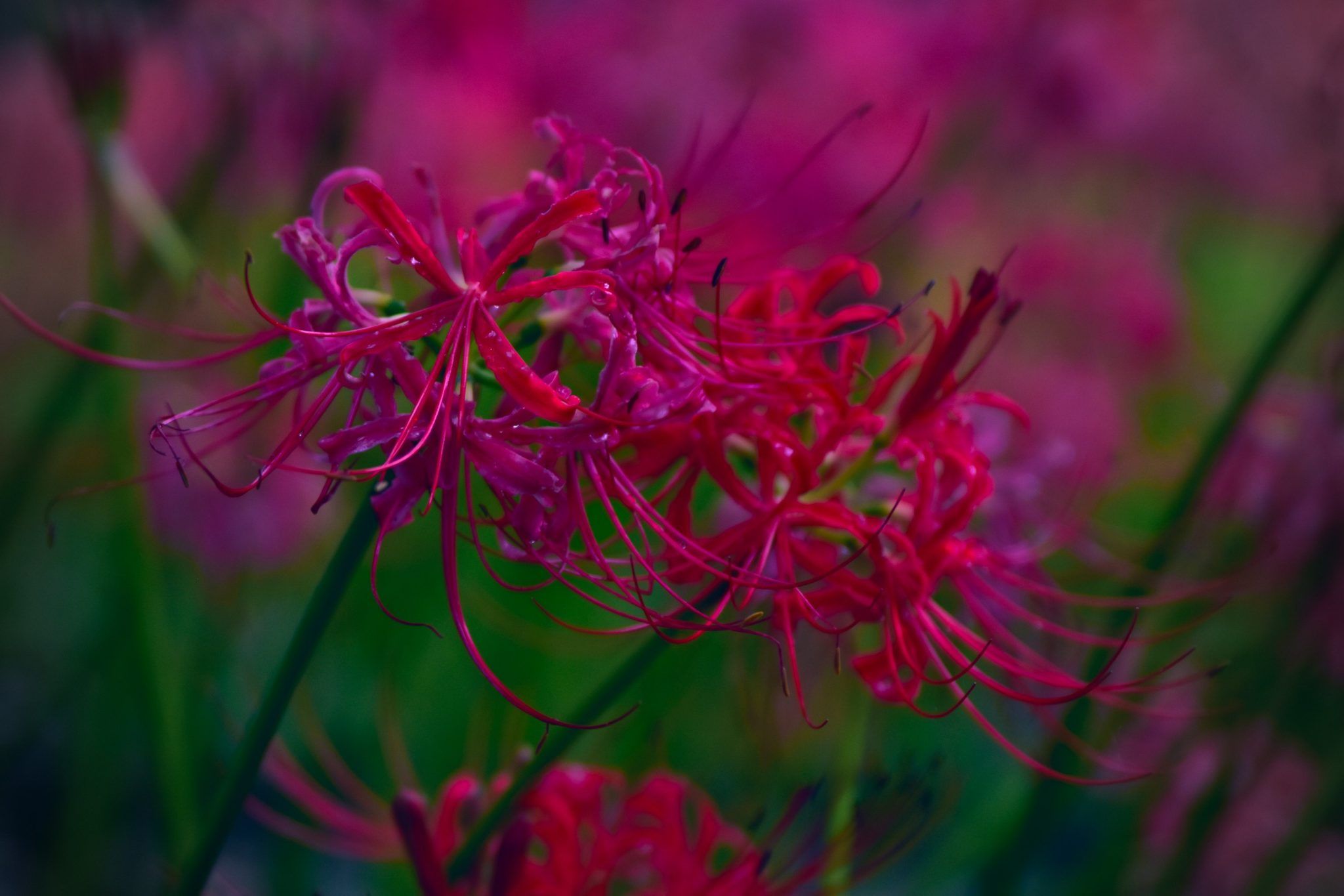 Top 5 Carpet-style Flower Festivals In and Around Tokyo - Unbordered Life