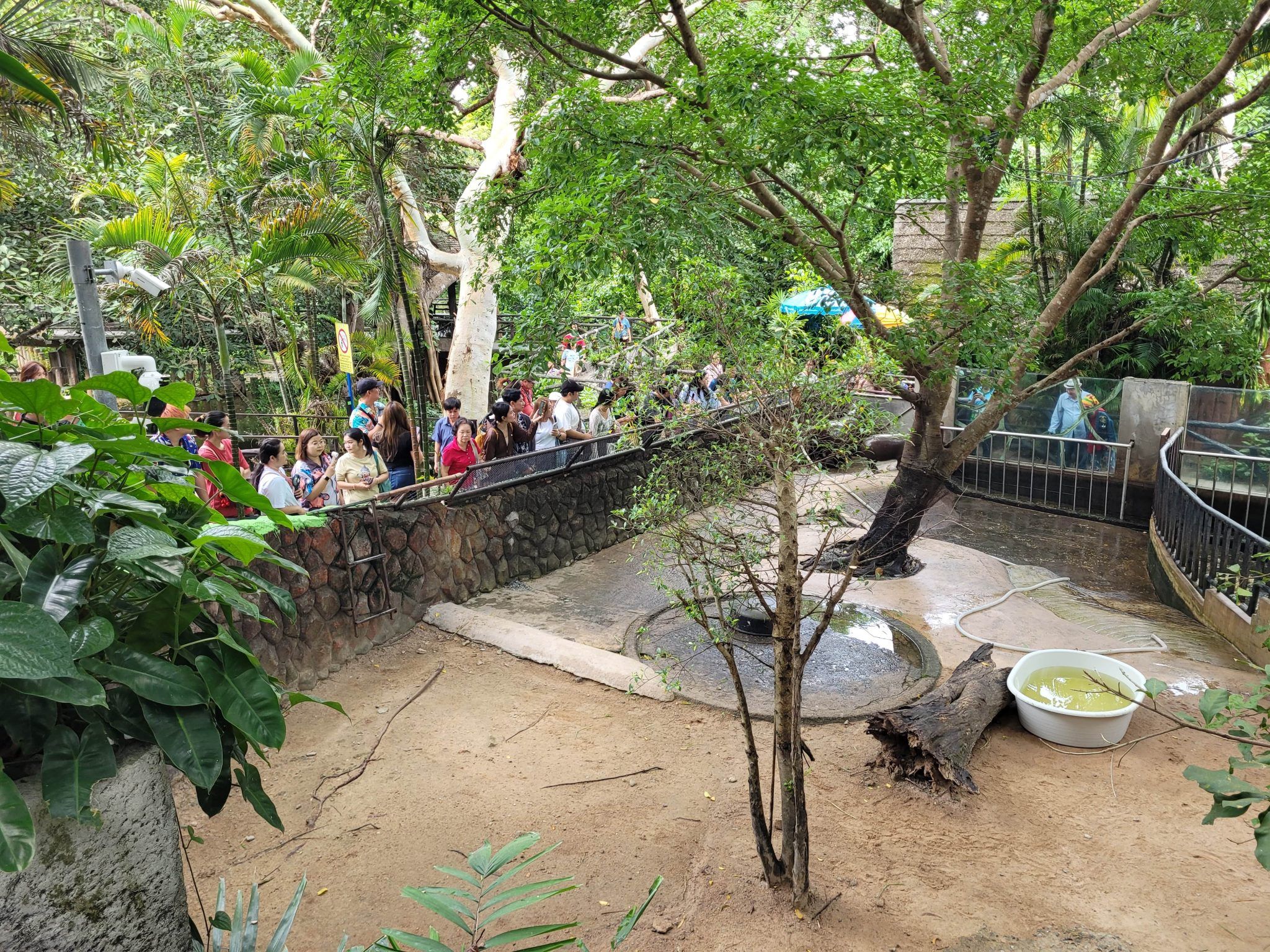 How to Visit Moo Deng, Thailand's Viral Pygmy Hippo - Unbordered Life
