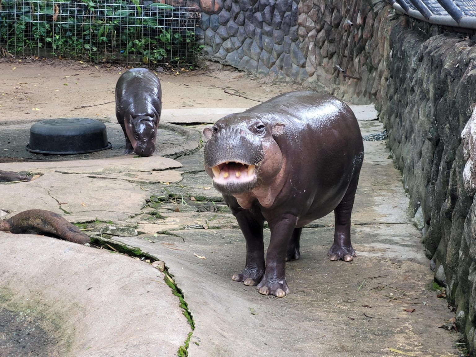 How to Visit Moo Deng, Thailand's Viral Pygmy Hippo - Unbordered Life