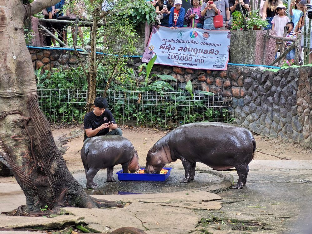 How to Visit Moo Deng, Thailand's Viral Pygmy Hippo - Unbordered Life
