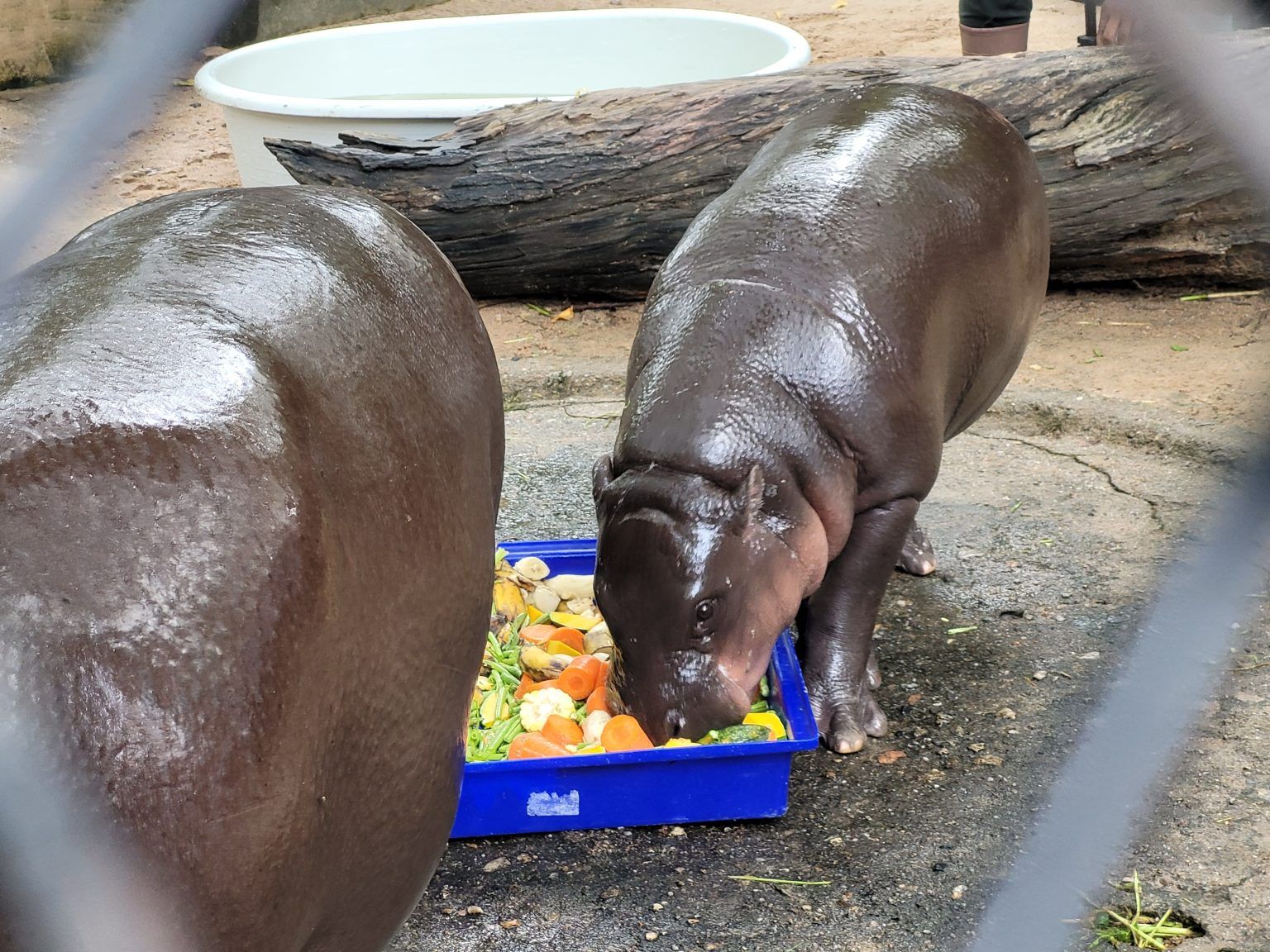 How to Visit Moo Deng, Thailand's Viral Pygmy Hippo - Unbordered Life