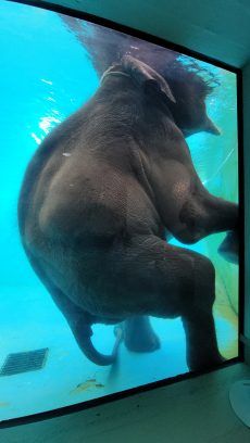 How to Visit Moo Deng, Thailand's Viral Pygmy Hippo - Unbordered Life
